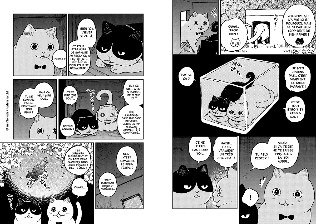 Le manga Hachi & Maruru – Chats des rues annoncé chez Doki-Doki | Bulle ...
